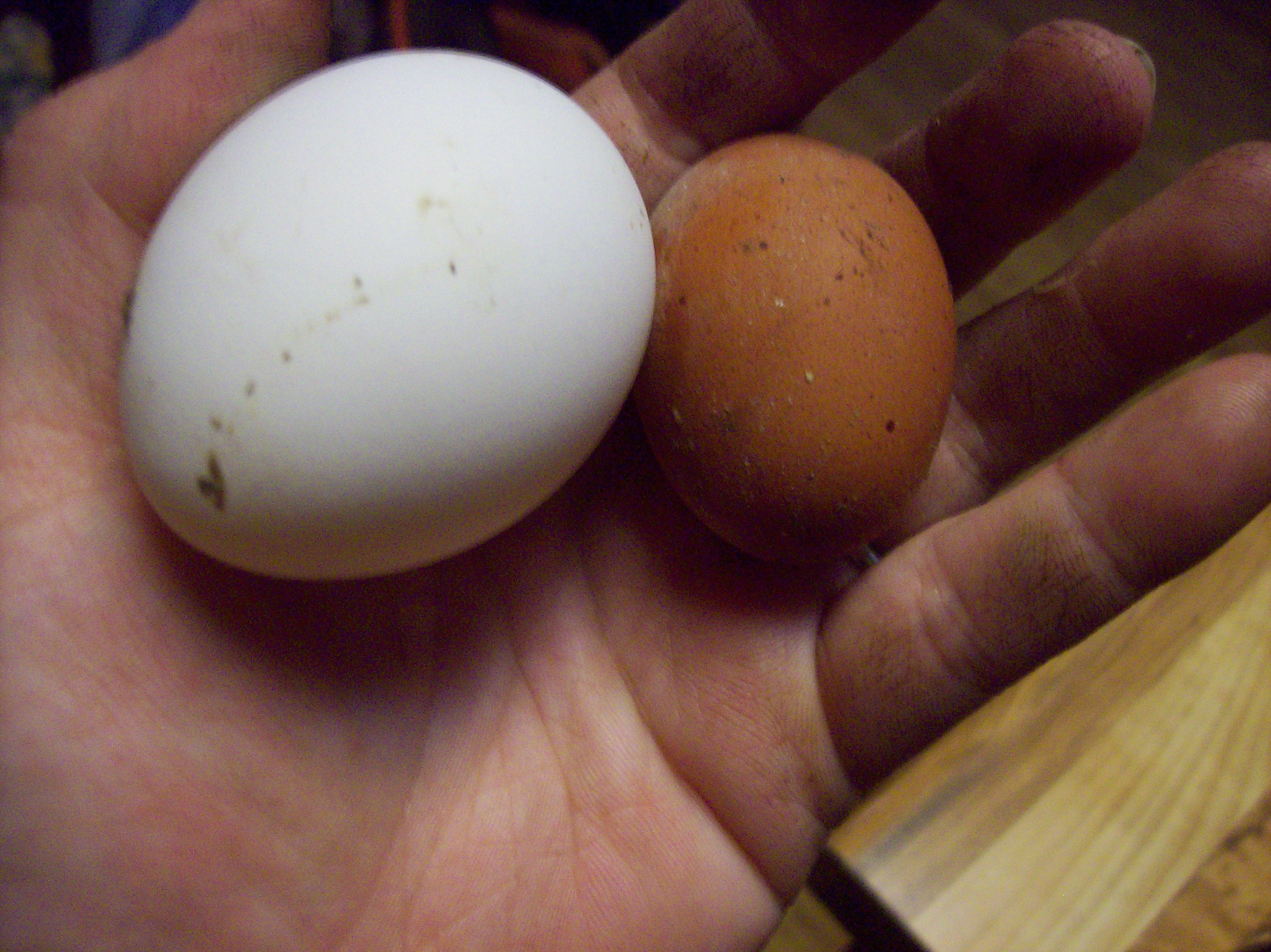 Clucks and Quacks… and chocolate eggs – My tiny u.p. farm